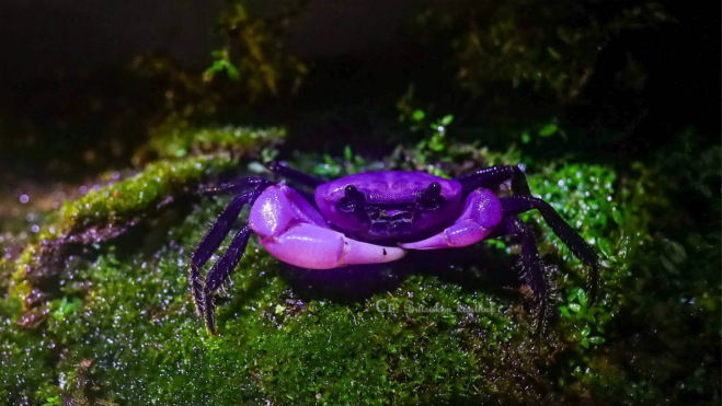 Rare purple crabs spotted in Thailand | Popular Science