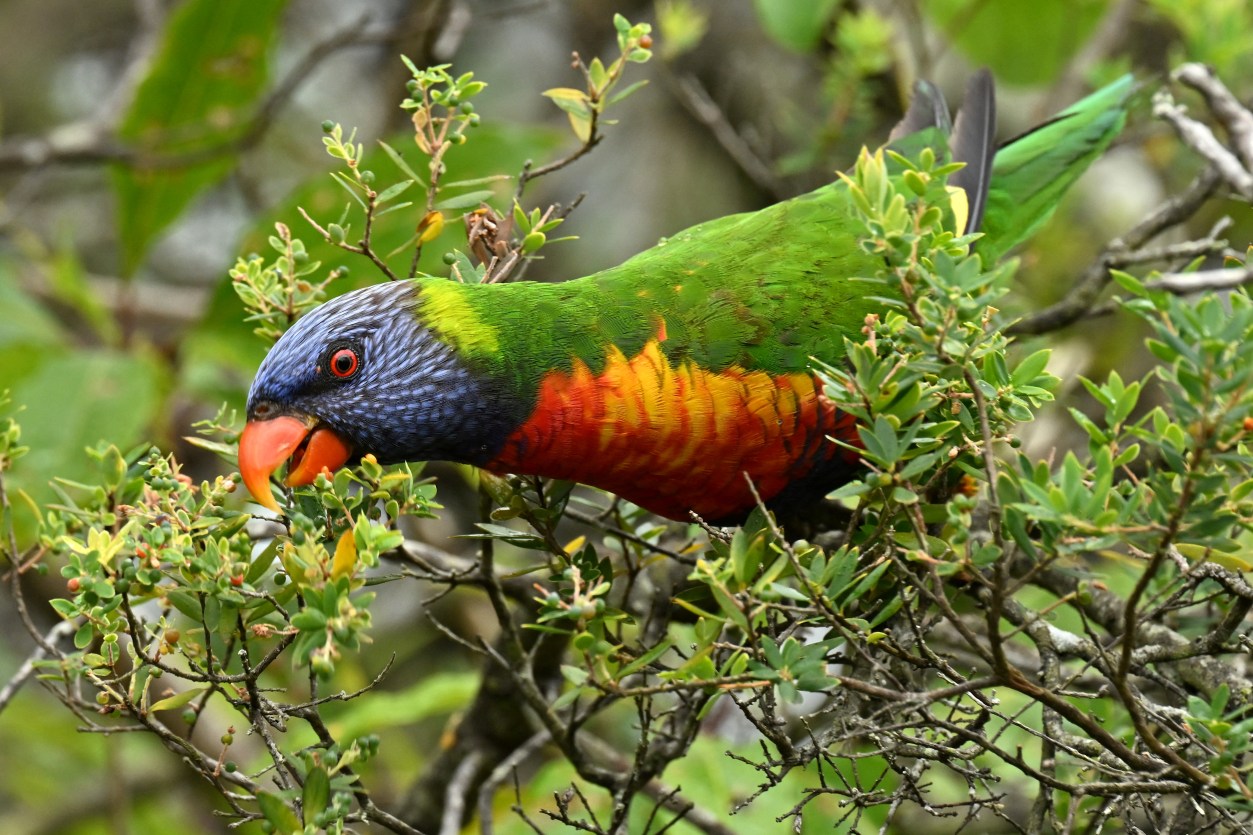 Scientists find male bird that laid an egg | Popular Science