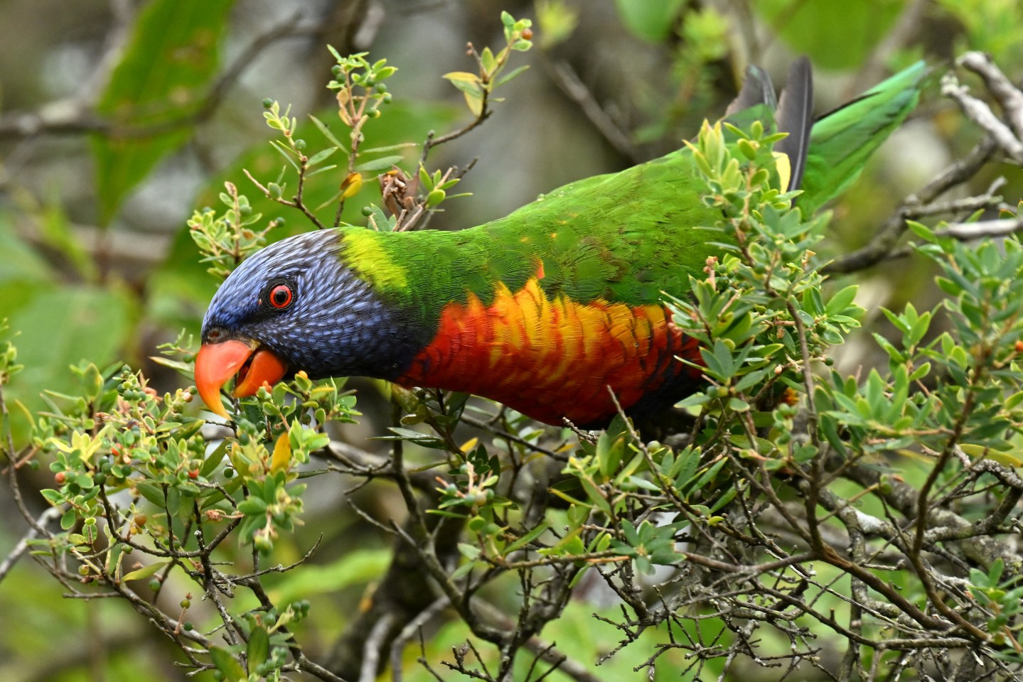 Scientists find male bird that laid an egg | Popular Science