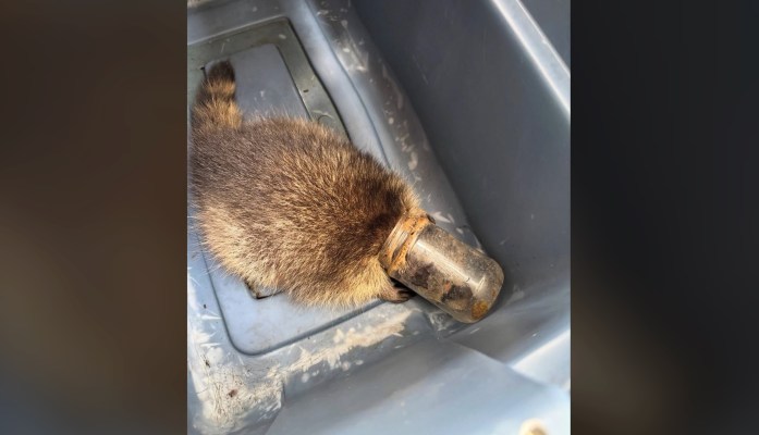 Young raccoon saved from a sticky situation | Popular Science