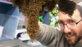 Ants are better at teamwork than humans | Popular Science