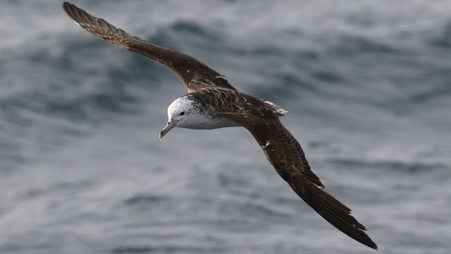 These seabirds poop on the fly (literally) | Popular Science