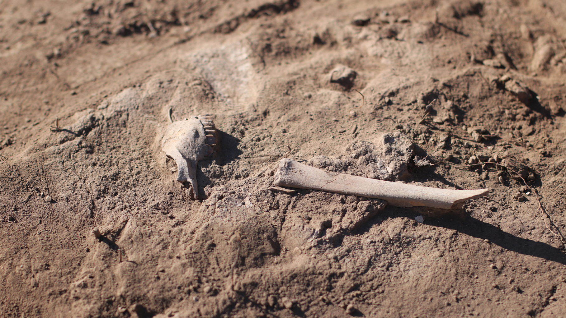 Ancient animal bones unlock clues about Bronze Age plague | Popular Science