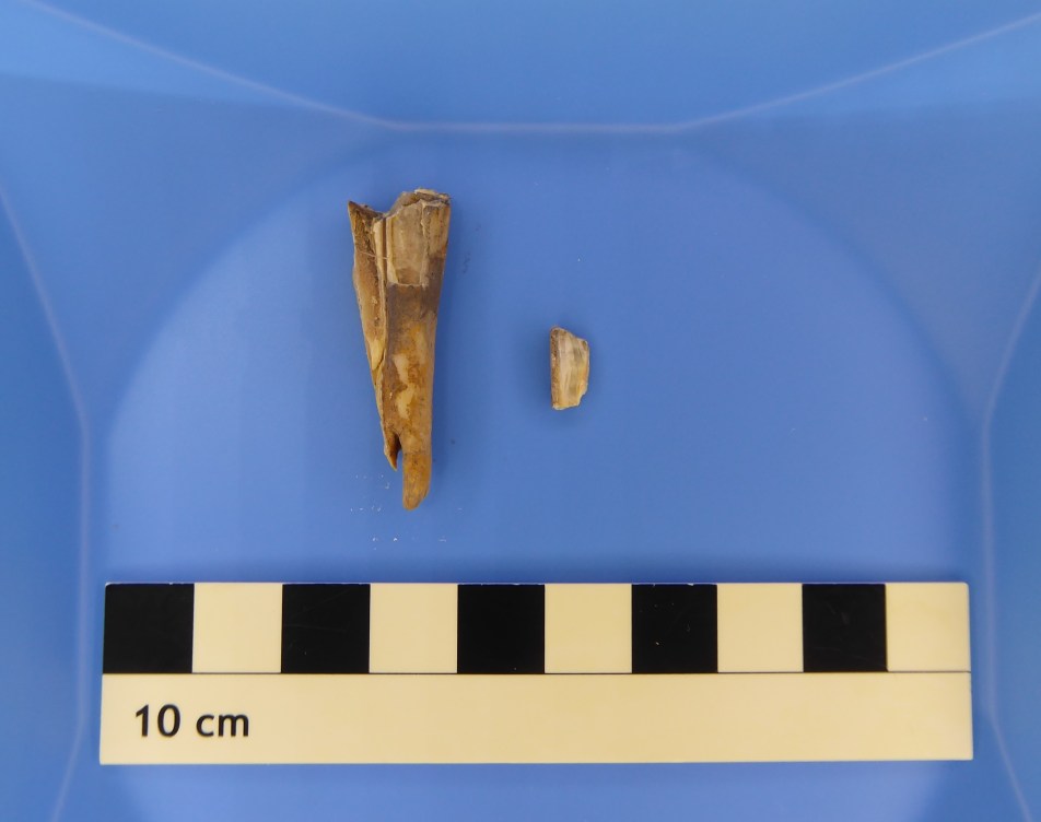 Ancient animal bones unlock clues about Bronze Age plague | Popular Science