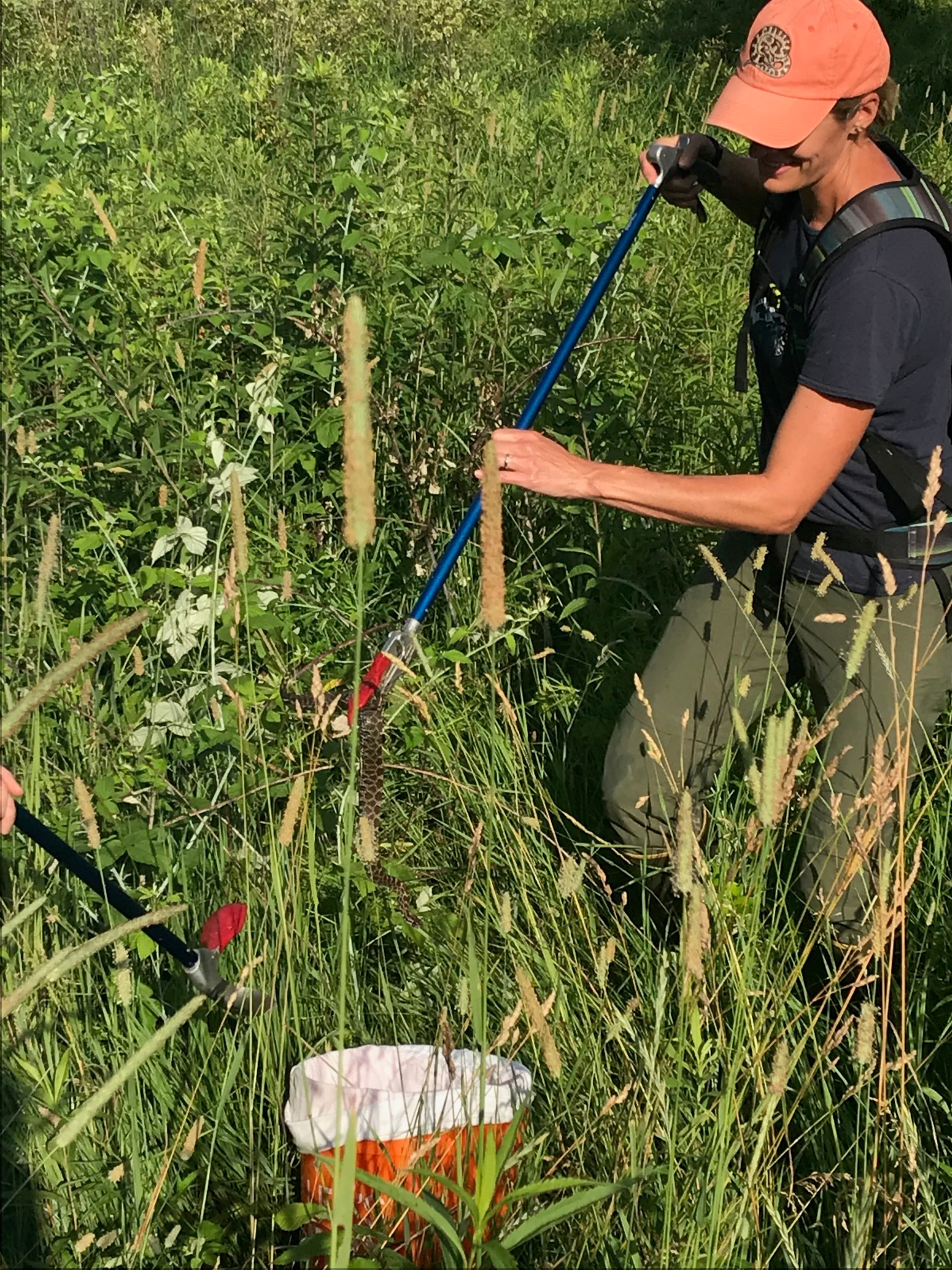 Michigan's only rattlesnake is inbreeding | Popular Science