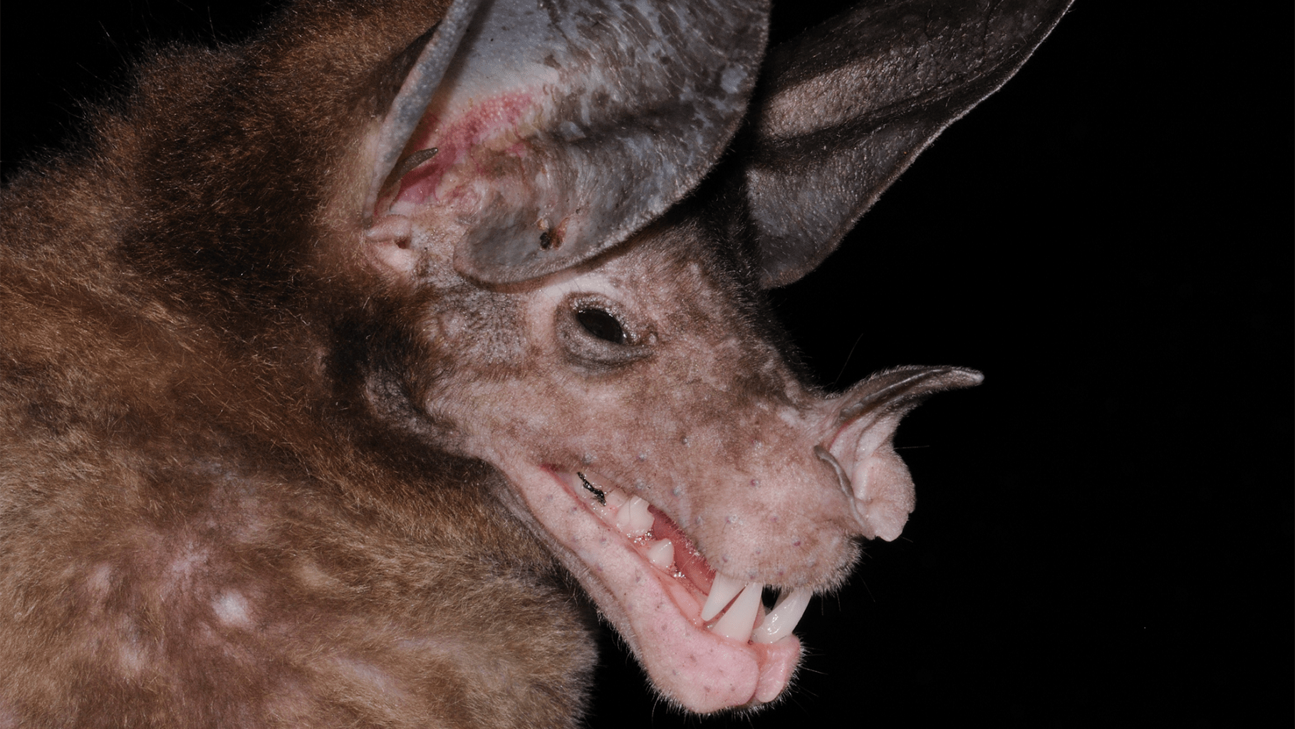 World’s largest carnivorous bats are big softies | Popular Science