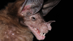 World’s largest carnivorous bats are big softies | Popular Science