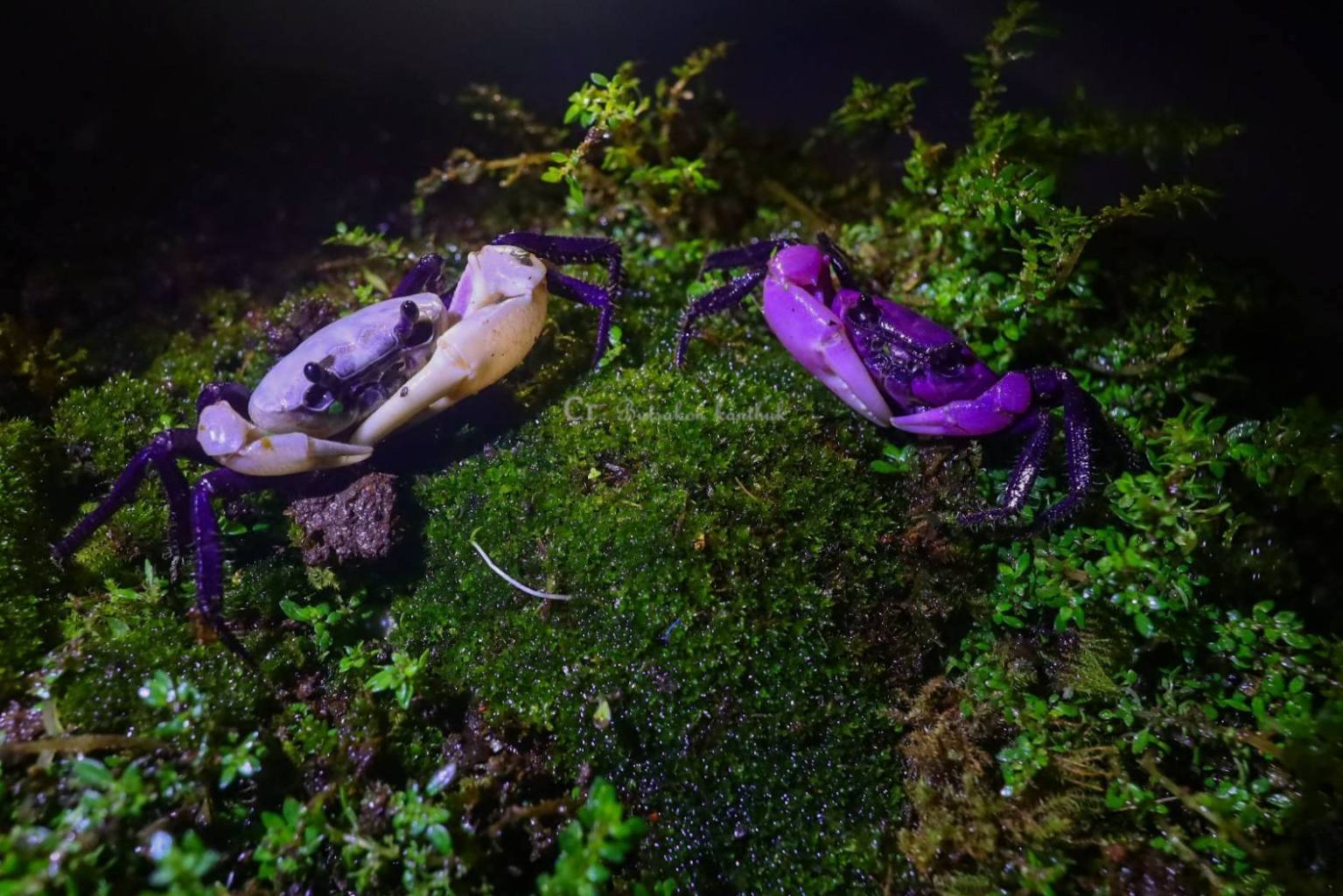 Rare purple crabs spotted in Thailand | Popular Science