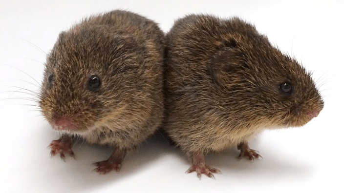 Prairie voles inspire love without oxytocin | Popular Science