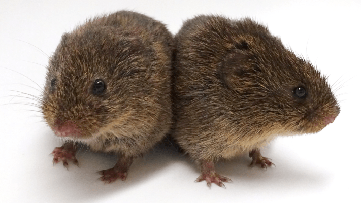 Prairie voles inspire love without oxytocin | Popular Science