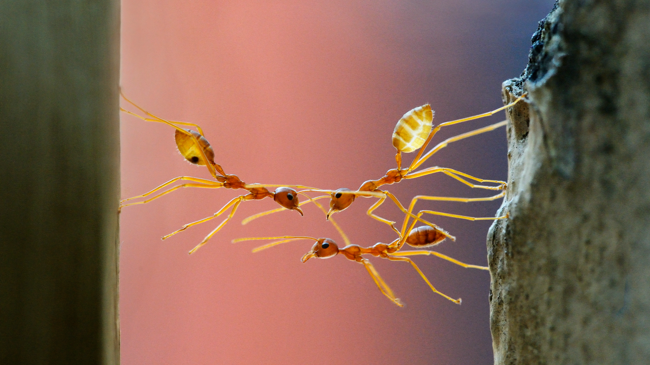 Ants are better at teamwork than humans | Popular Science
