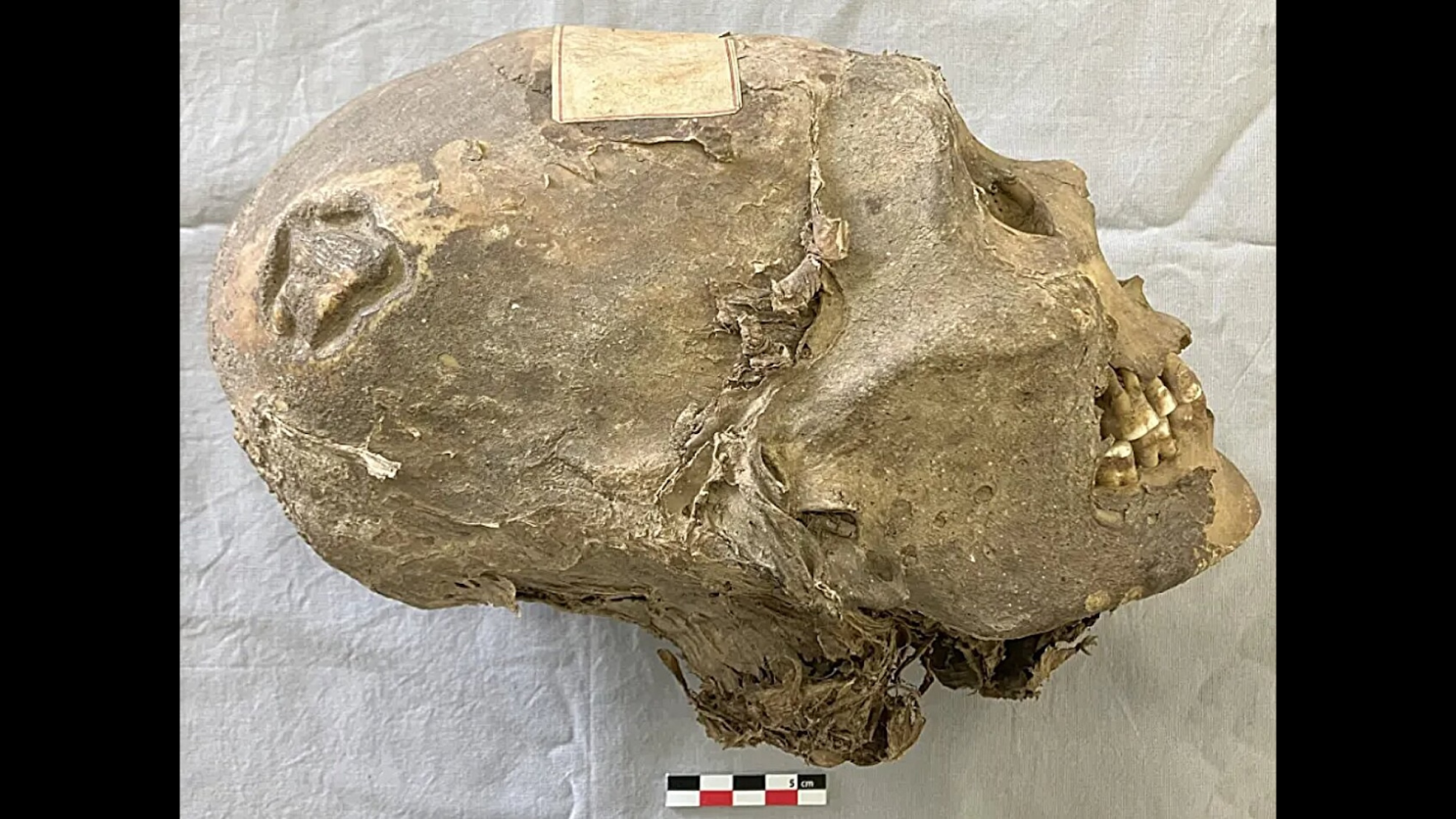 Looted mummy skull mislabeled for over a century | Popular Science