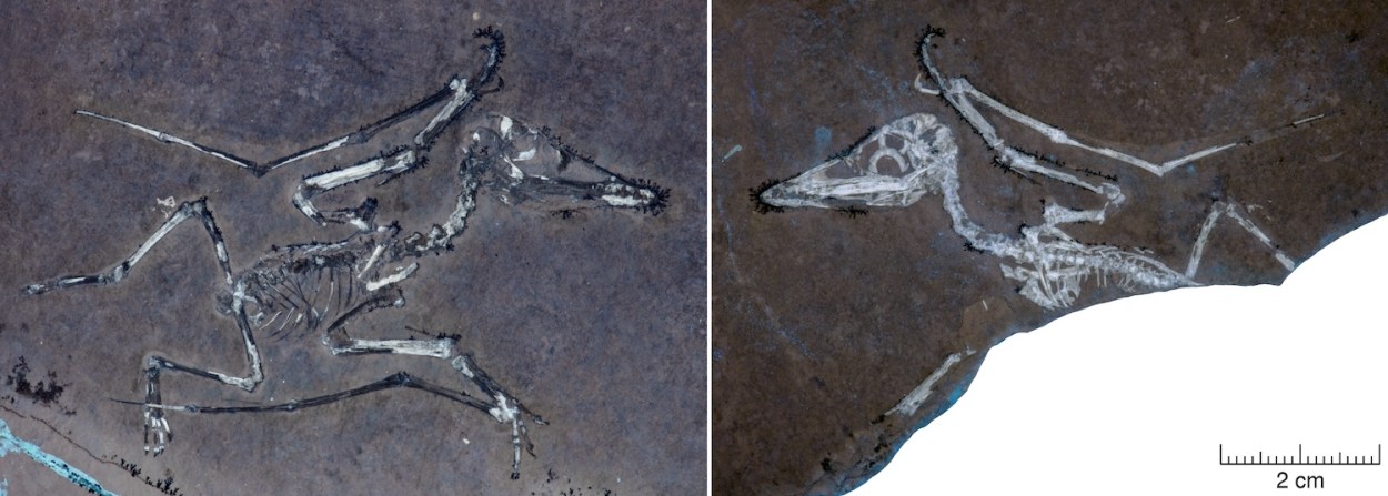 Baby pterosaur skeletons reveal a tragic demise | Popular Science
