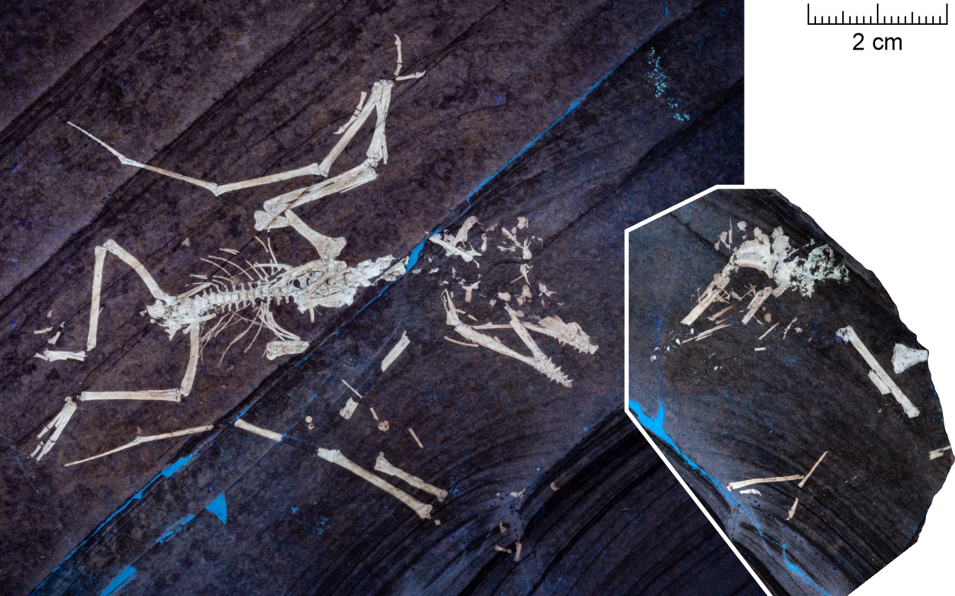 Baby pterosaur skeletons reveal a tragic demise | Popular Science