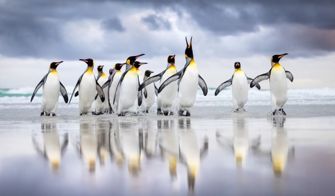 Science Articles about Animals | Popular Science
