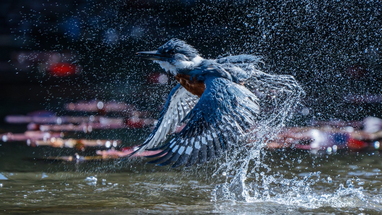 18 majestic images from the 2025 Audubon Photography Awards | Popular ...