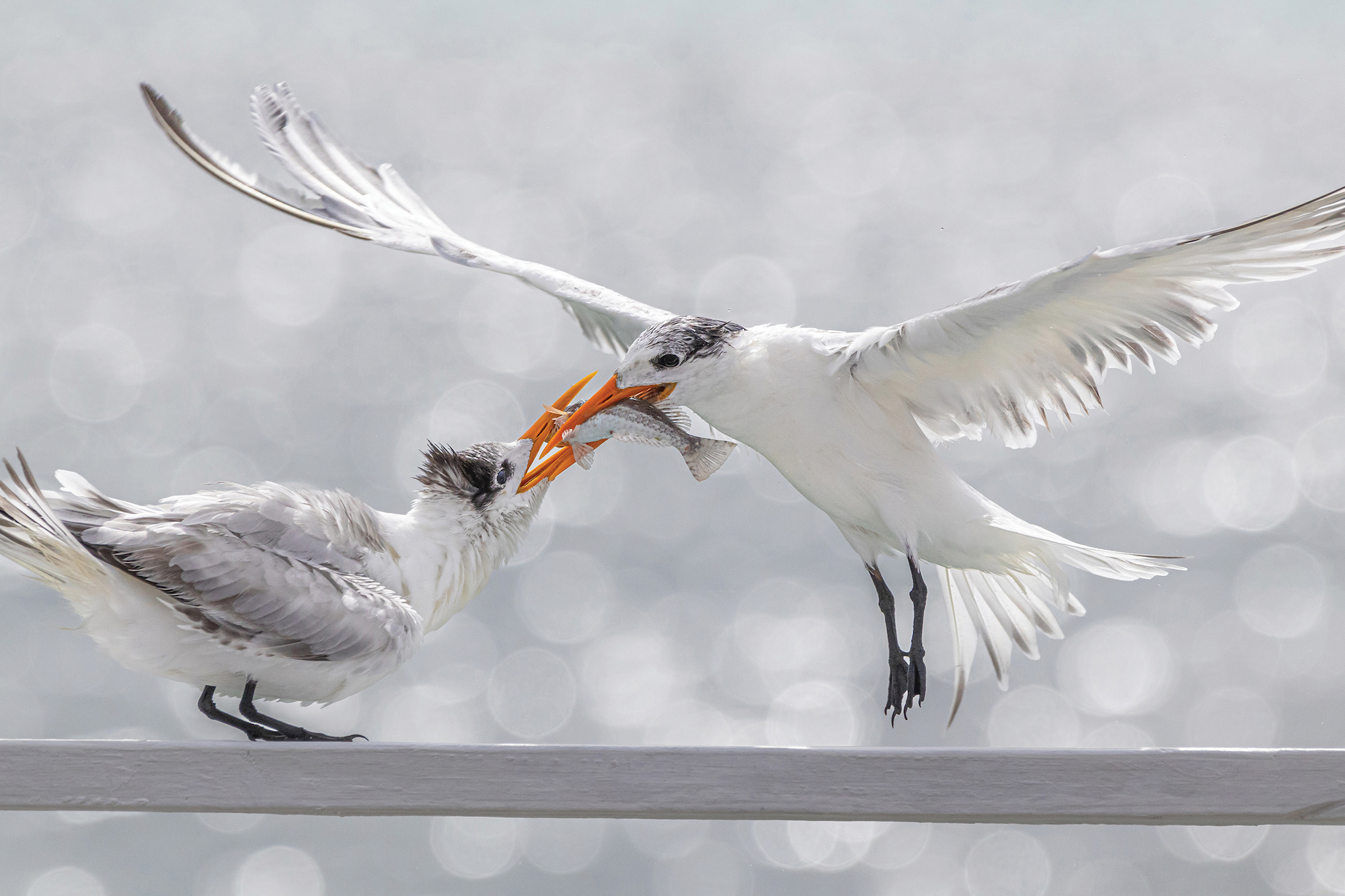 18 majestic images from the 2025 Audubon Photography Awards | Popular ...
