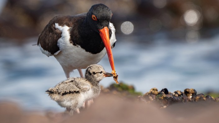 Science Articles about Animals | Popular Science