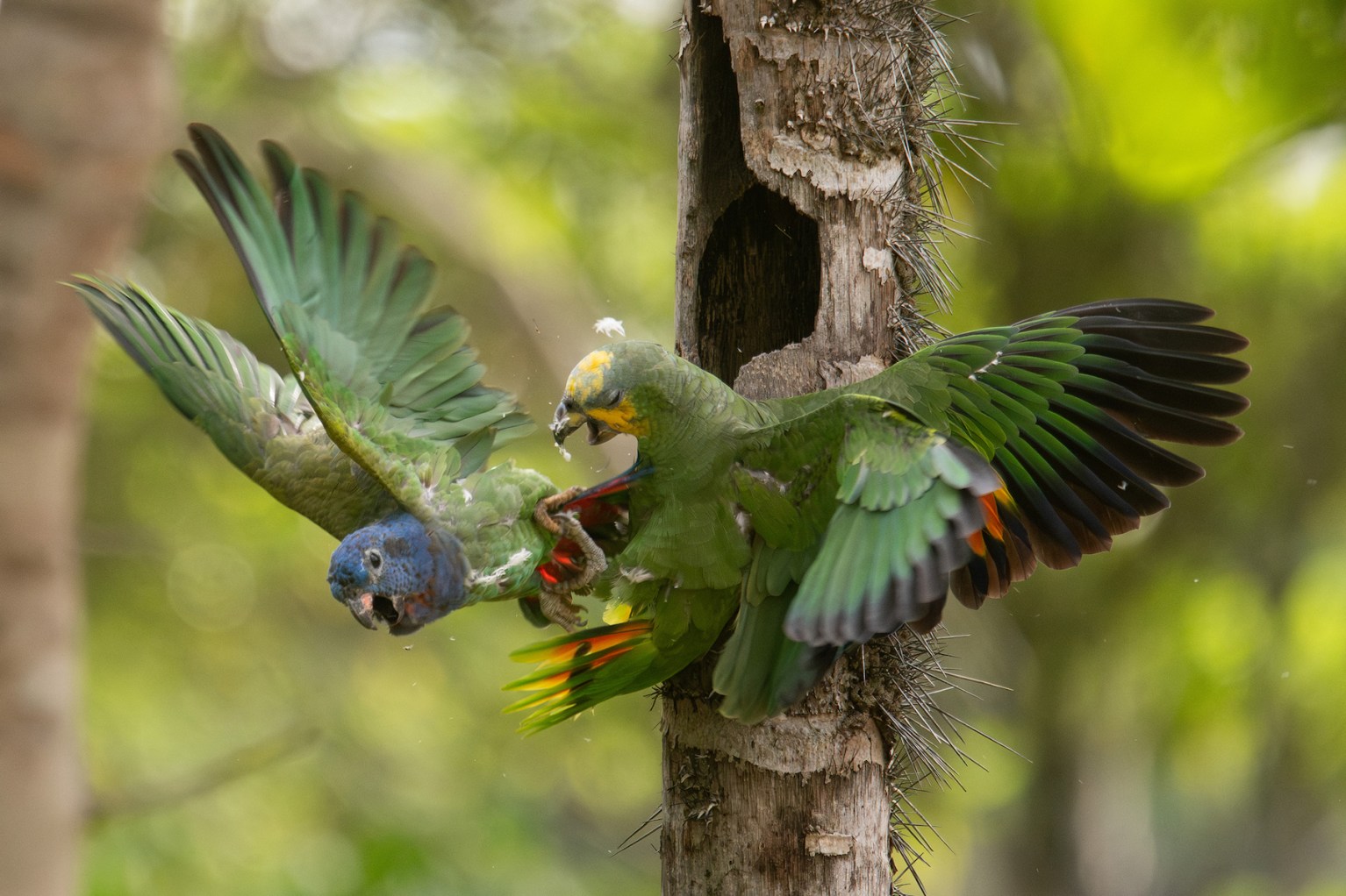 18 majestic images from the 2025 Audubon Photography Awards | Popular ...