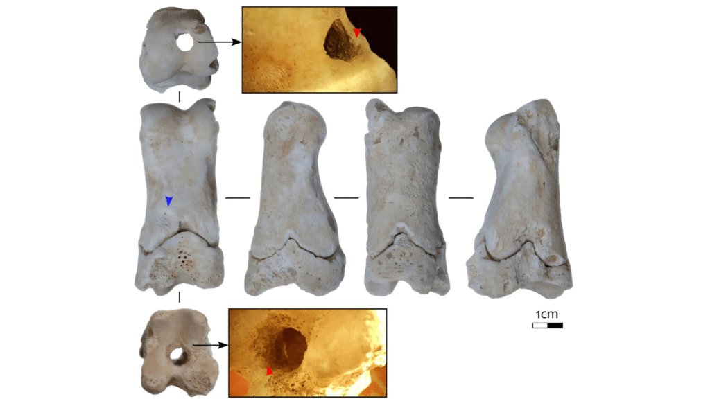 Ancient Egypt’s cemetery police blew bone whistles made from cow toes ...