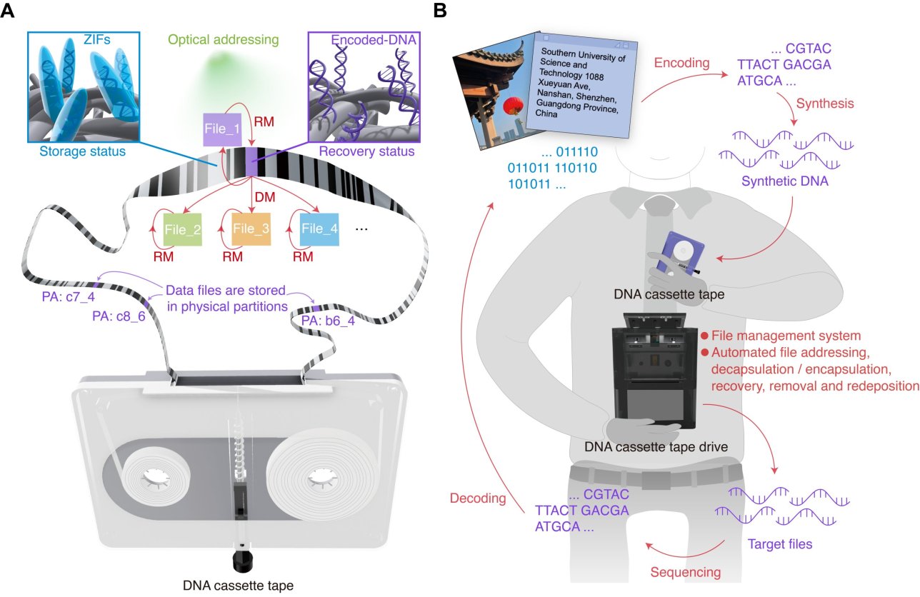A single DNA cassette tape could store billions of photos | Popular Science
