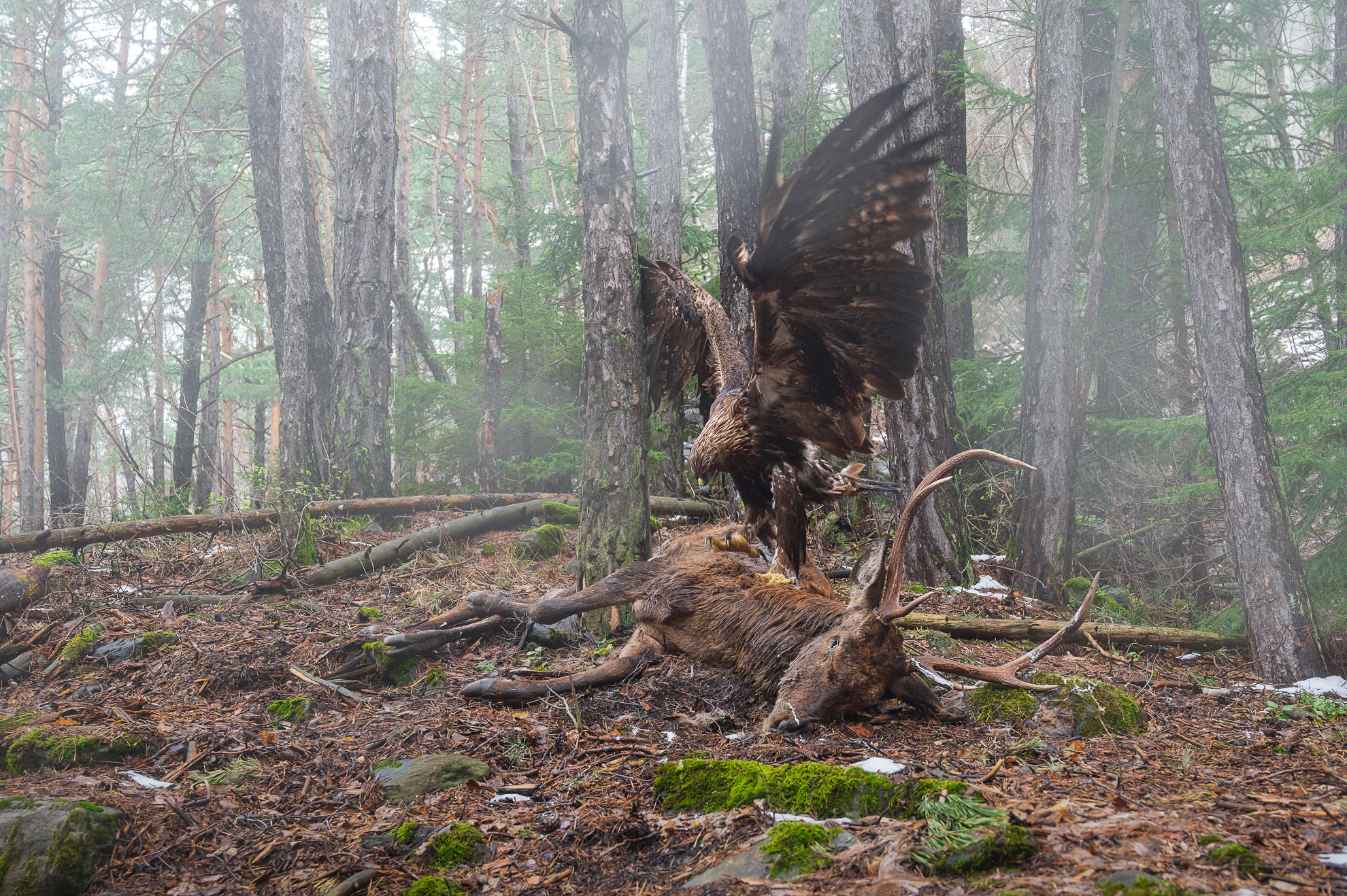 15 gorgeous images from the 2025 Bird Photographer of the Year awards ...