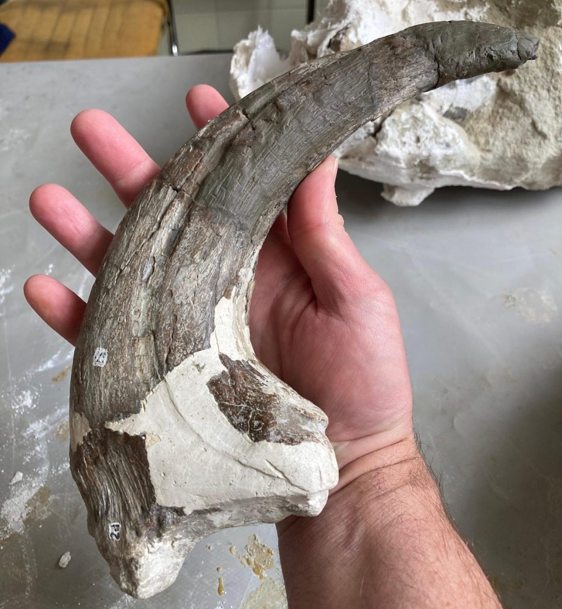 2,000-pound megaraptor died while snacking on a crocodile | Popular Science