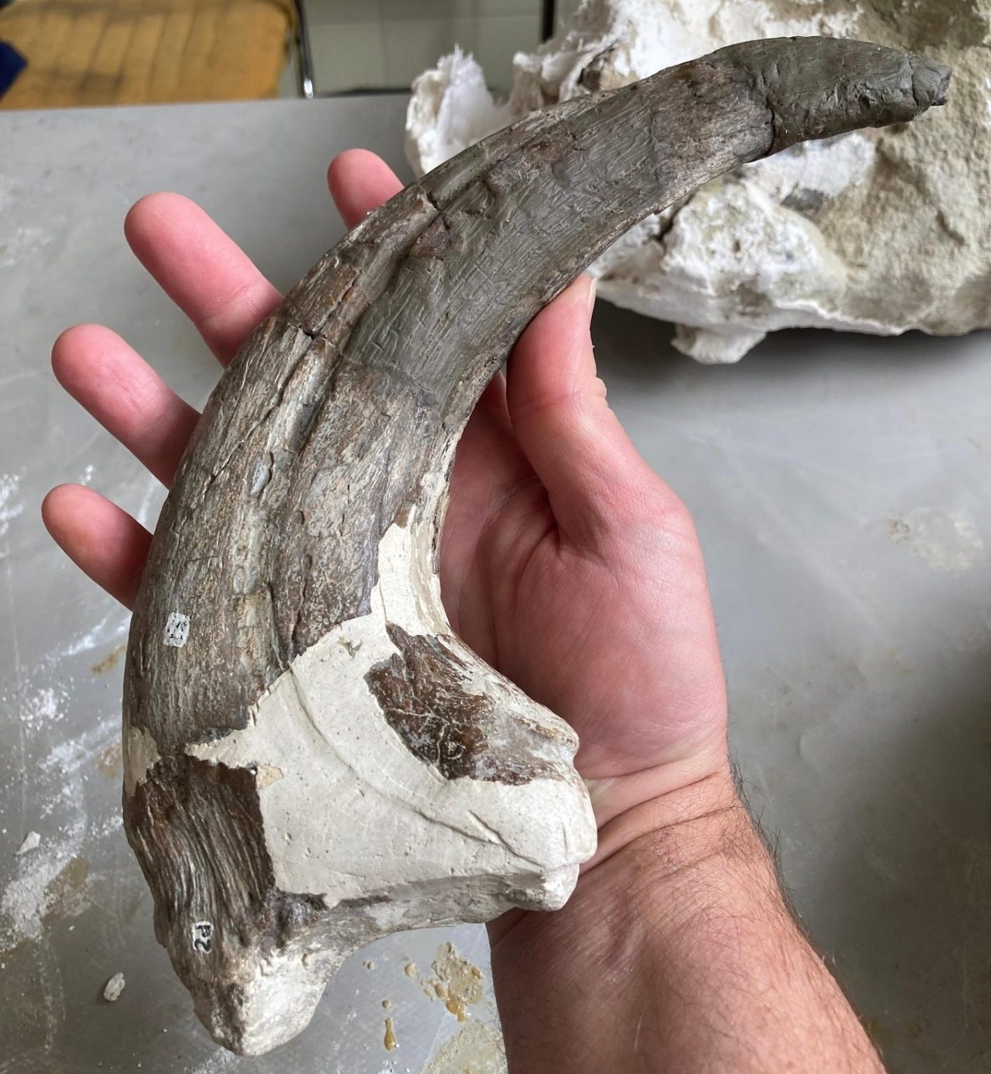 2,000-pound megaraptor died while snacking on a crocodile | Popular Science