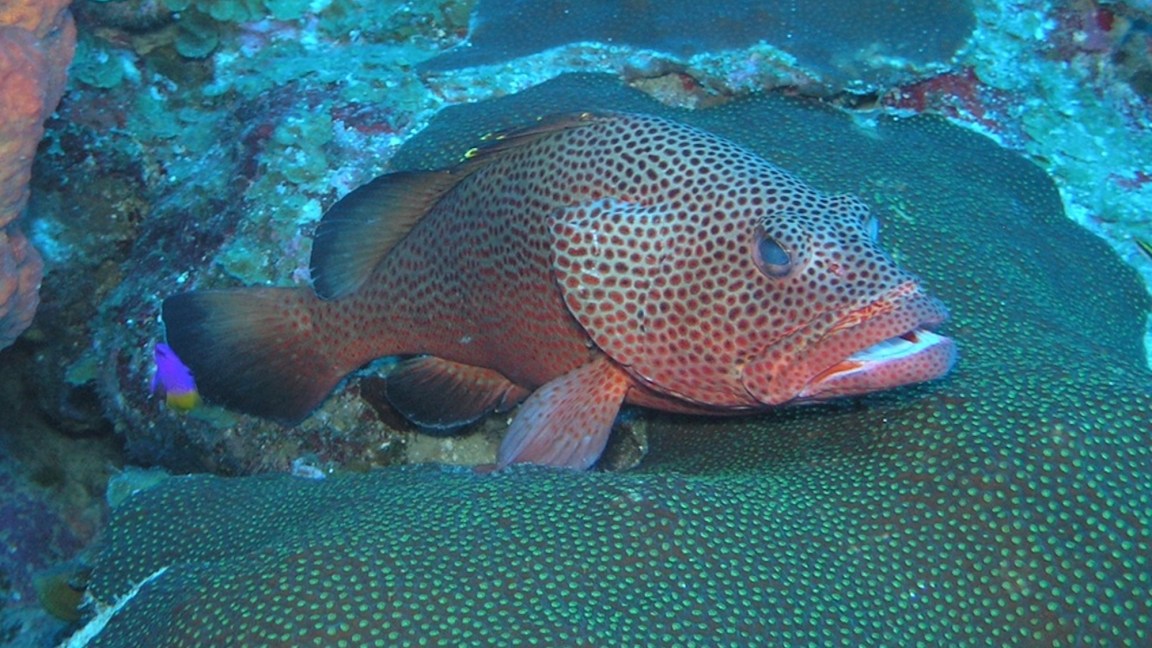 Eavesdropping on grunting groupers reveals how the fish communicate ...
