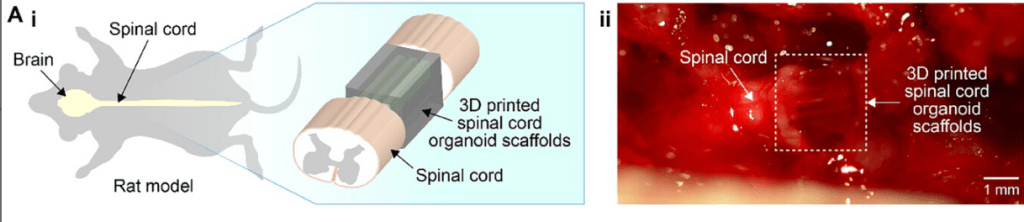 Researchers successfully heal rats’ broken spines | Popular Science