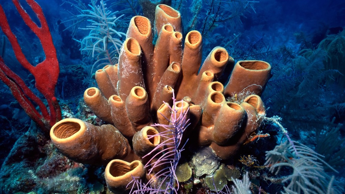 Sea sponges may have been Earth’s first living creatures | Popular Science