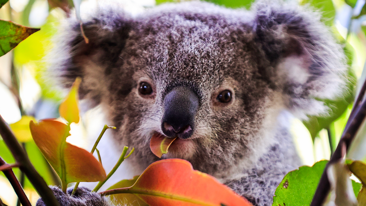 First koala chlamydia vaccine approved | Popular Science