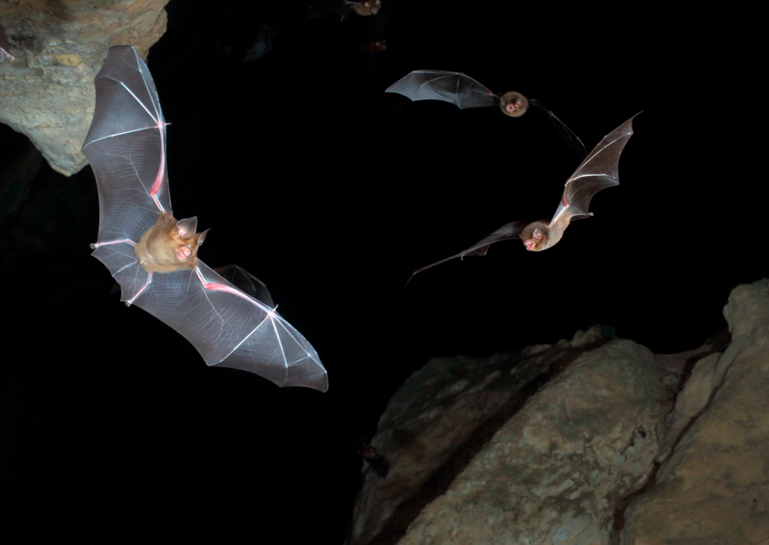 The 2025 Ig Nobel Prizes honor garlicky babies, drunk bats, and more ...