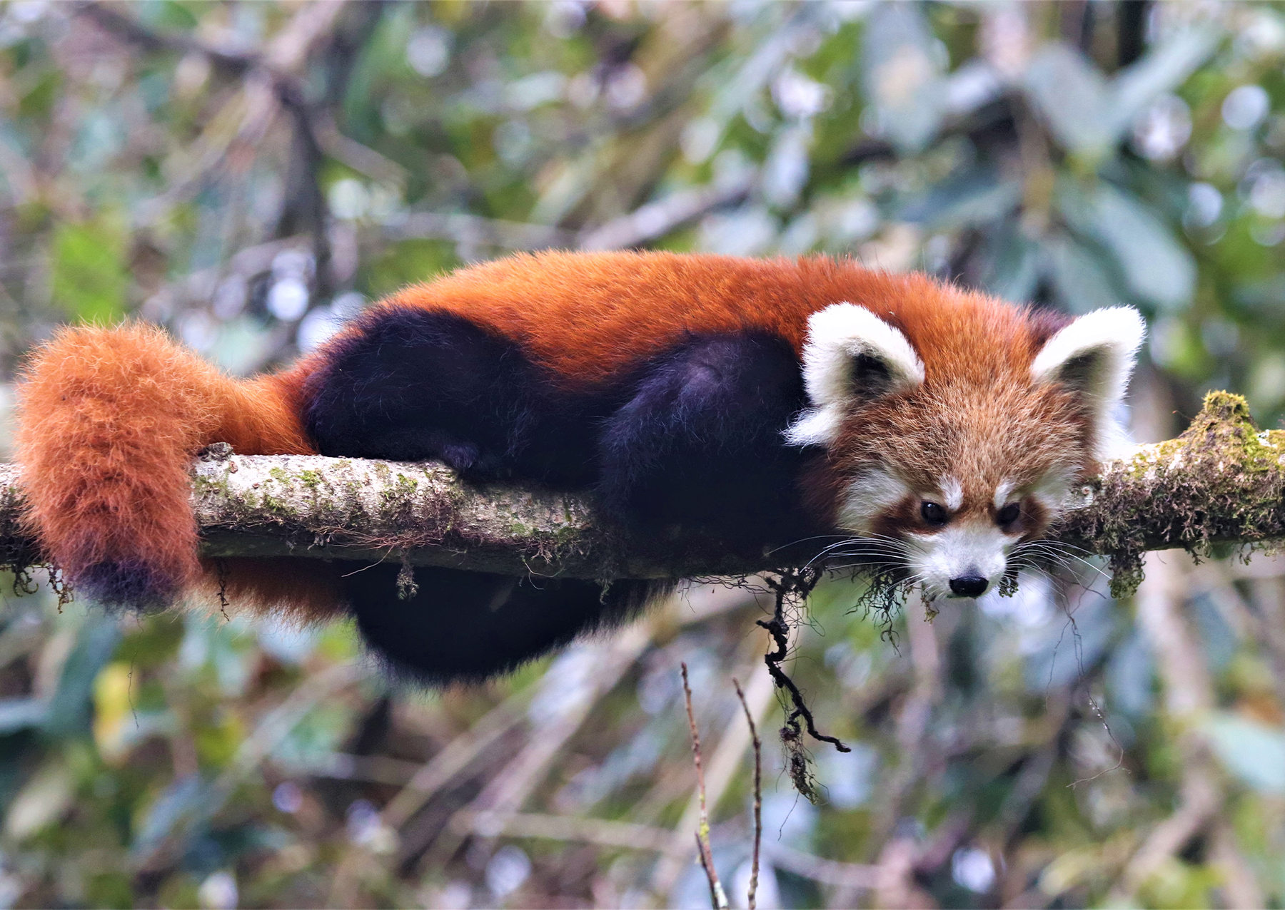 11 adorable photos of red pandas to celebrate International Red Panda ...