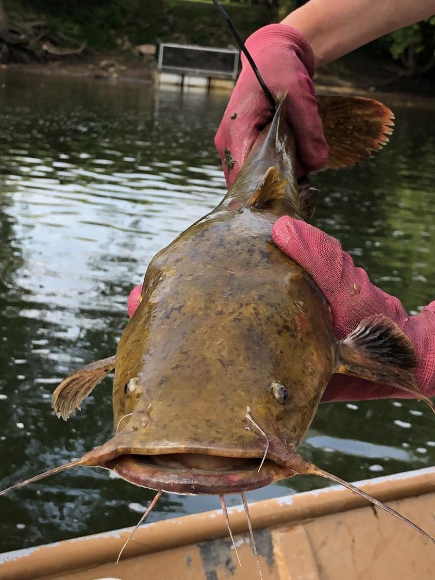 Monster catfish and its creepy smile invade PA rivers | Popular Science