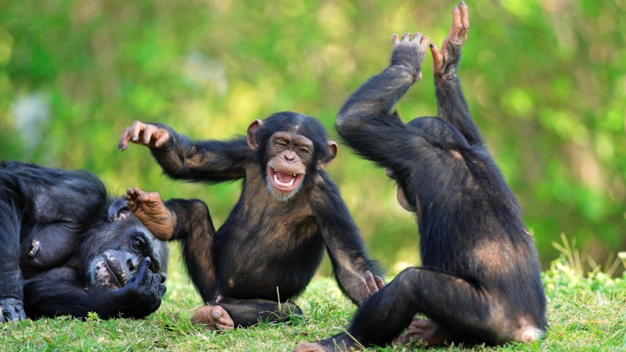 Wild chimps consume the equivalent of two glasses of wine a day ...
