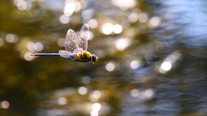 It’s dragonfly migration season! | Popular Science