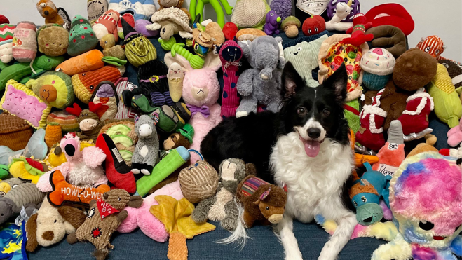 Dogs can learn and remember how toys work | Popular Science