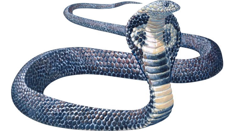 It took half a century to solve the mystery of Missouri’s deadly snake ...