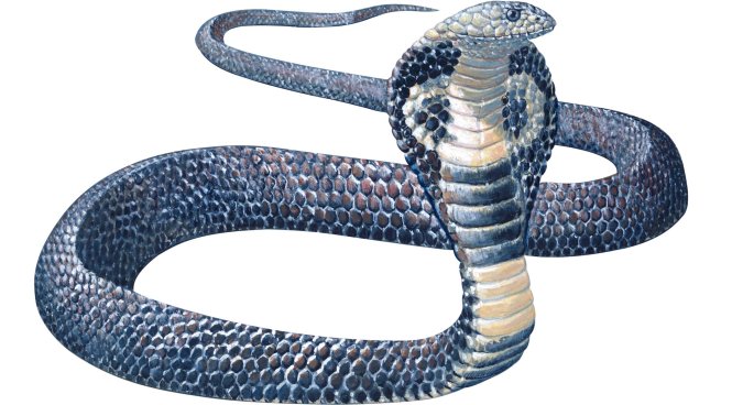 It took half a century to solve the mystery of Missouri’s deadly snake ...