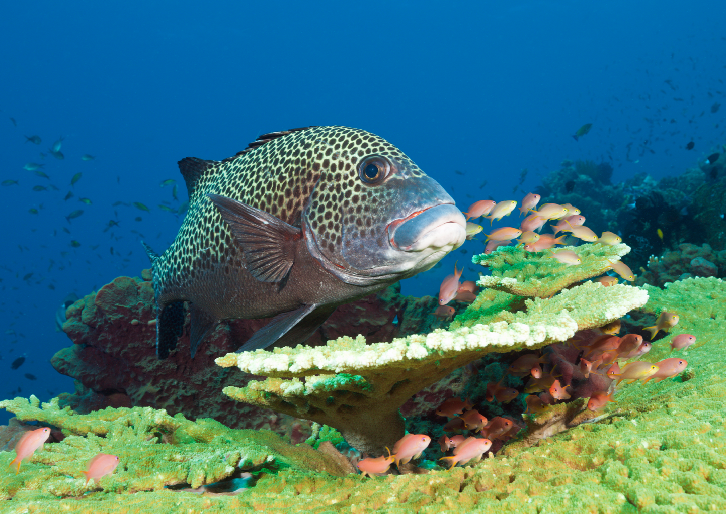 A rainbow of fish dazzles in New Jersey | Popular Science