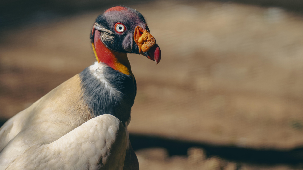 11 majestic photos of vultures for International Vulture Awareness Day ...