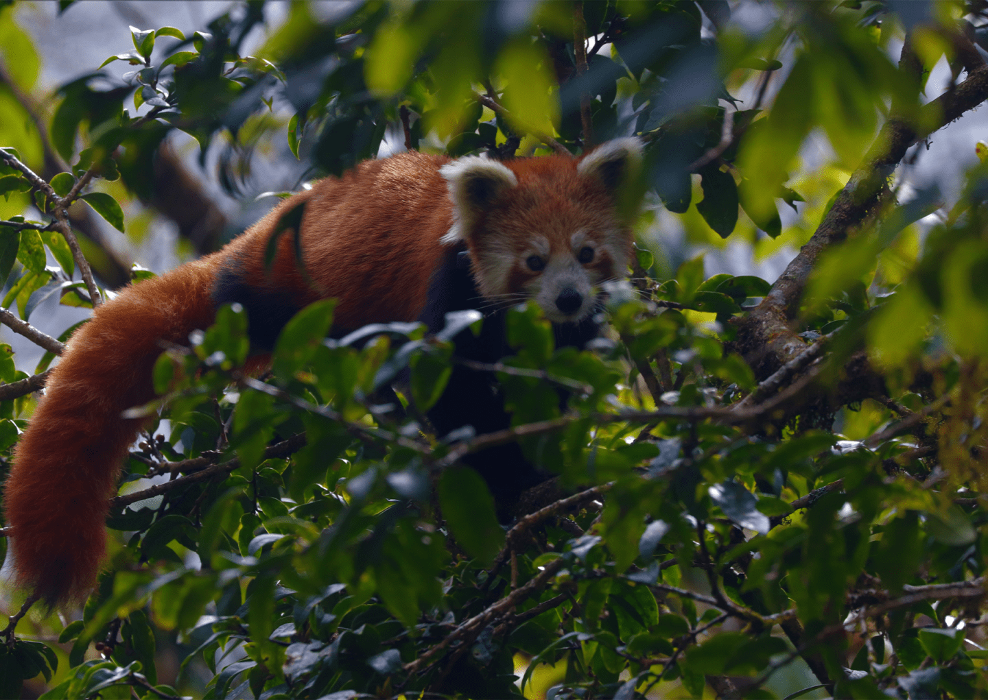 11 adorable photos of red pandas to celebrate International Red Panda ...