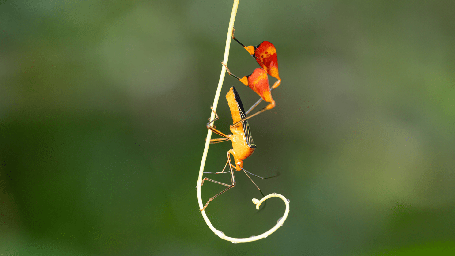 This bug uses ‘red flags’ to tell predators to buzz off | Popular Science