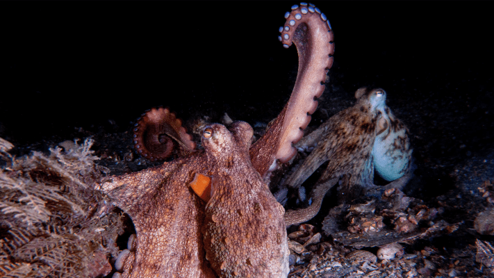 Why every arm of an octopus moves with a mind of its own | Popular Science