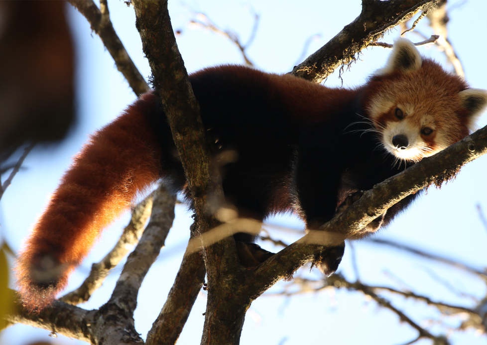 11 adorable photos of red pandas to celebrate International Red Panda ...