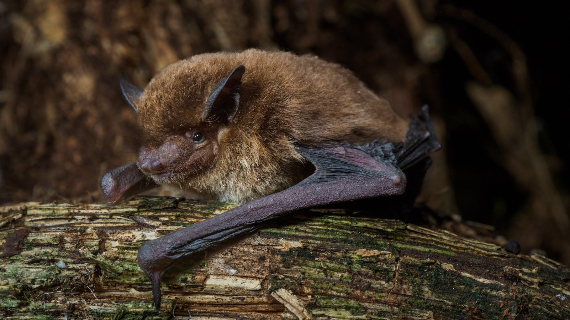 1,500th discovered bat species is a ‘god of the island’ | Popular Science