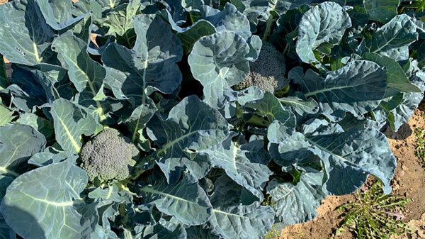 New broccoli hybrid can thrive in colder climates | Popular Science