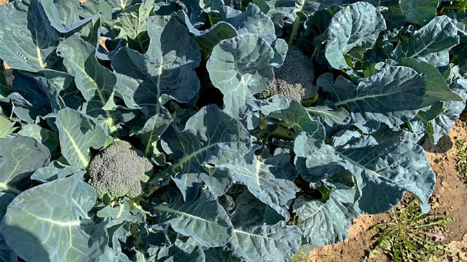 New broccoli hybrid can thrive in colder climates | Popular Science