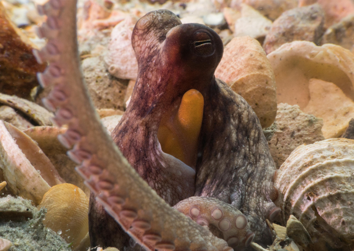 Octopus arms are the animal kingdom's most flexible | Popular Science
